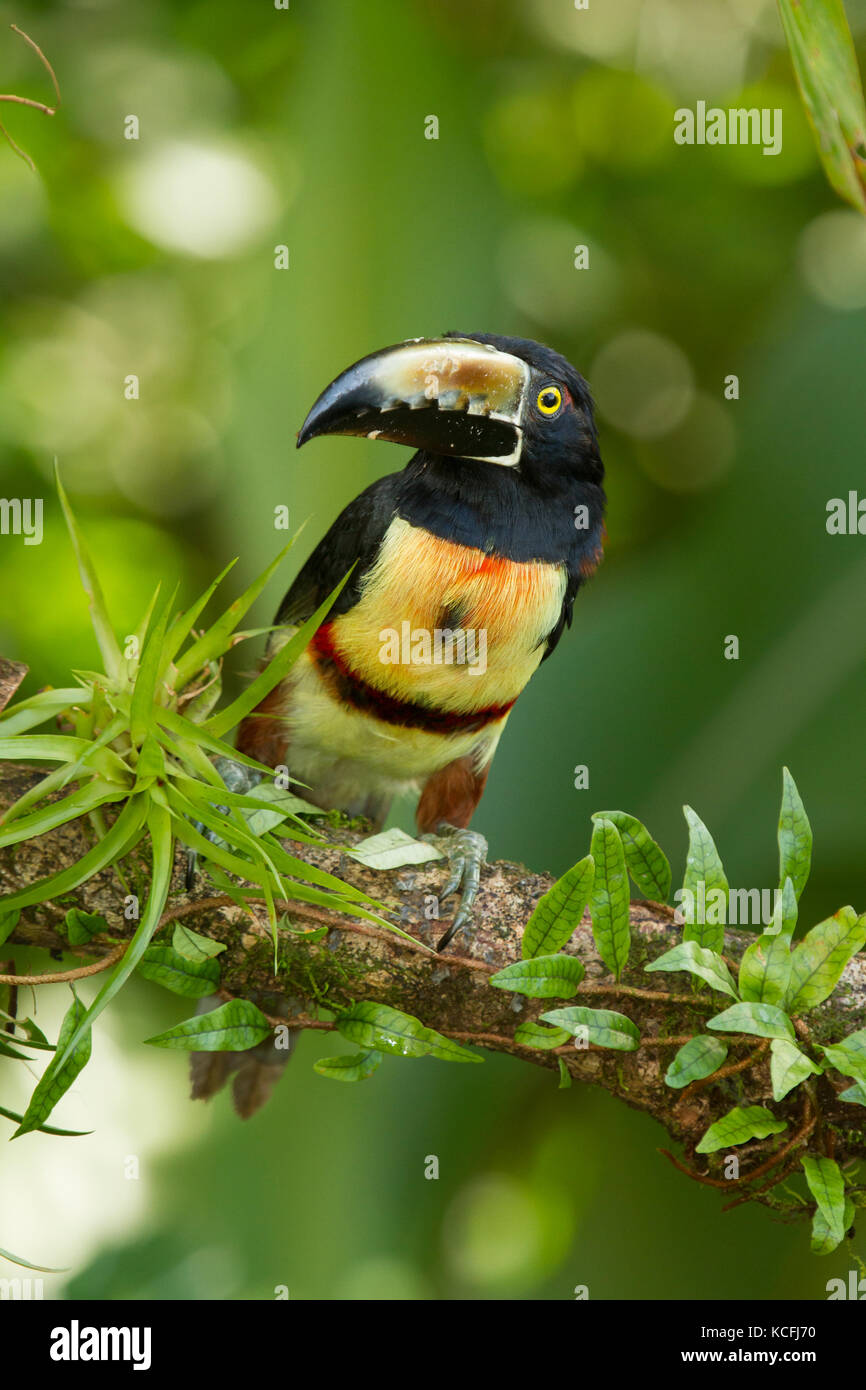 Pteroglossus aracari à collier, torquatus, perché sur une branche d ...