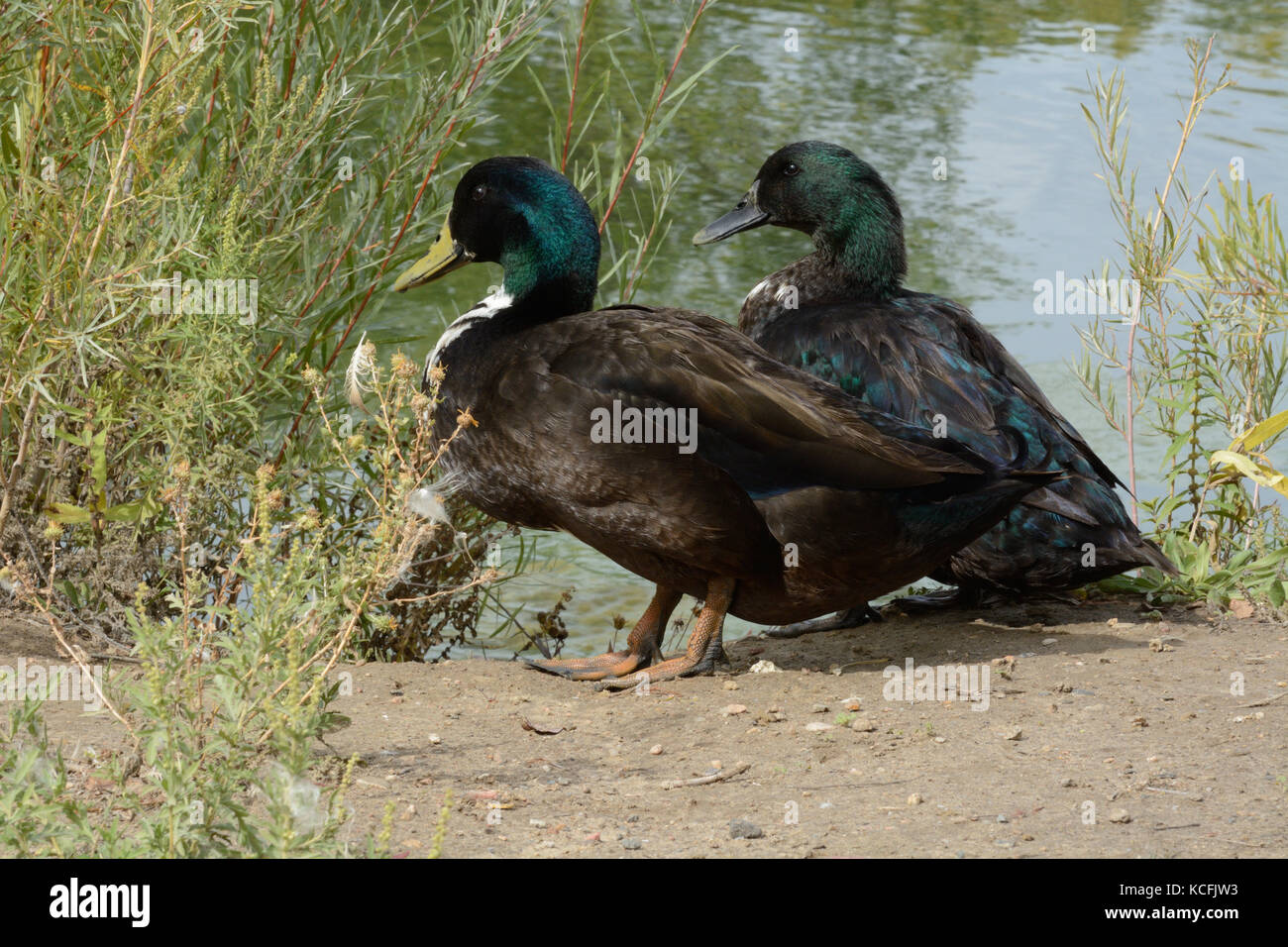 Race mixte drake de canardcolvert Banque de photographies et d’images à ...