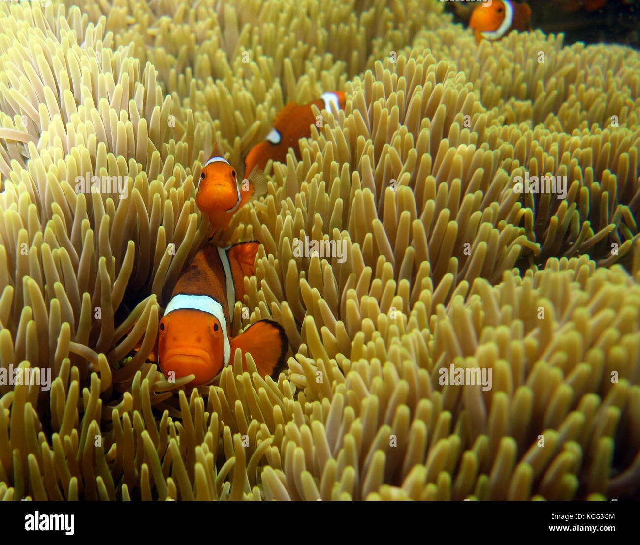 Poisson clown (Amphiprion percula), Russell Island, Grande Barrière de ...