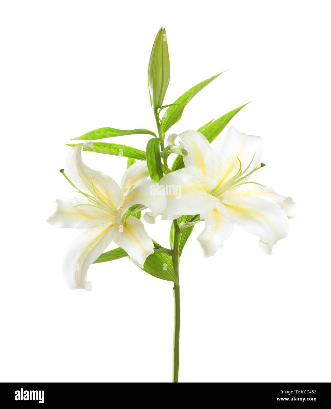 Lis de la paix sur fond blanc Banque de photographies et d’images à haute résolution - Alamy