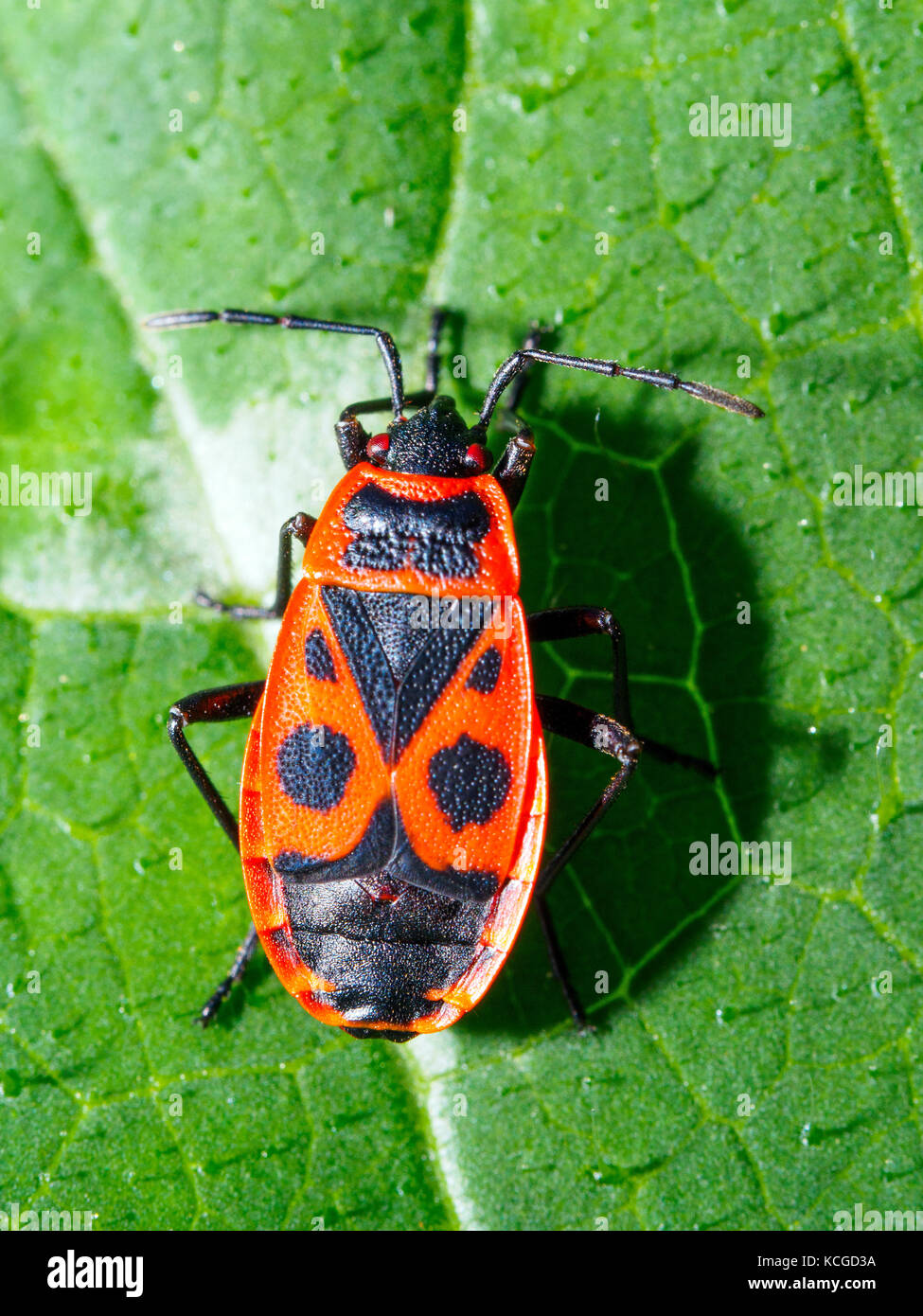 Bug de feu Banque de photographies et d’images à haute résolution - Alamy
