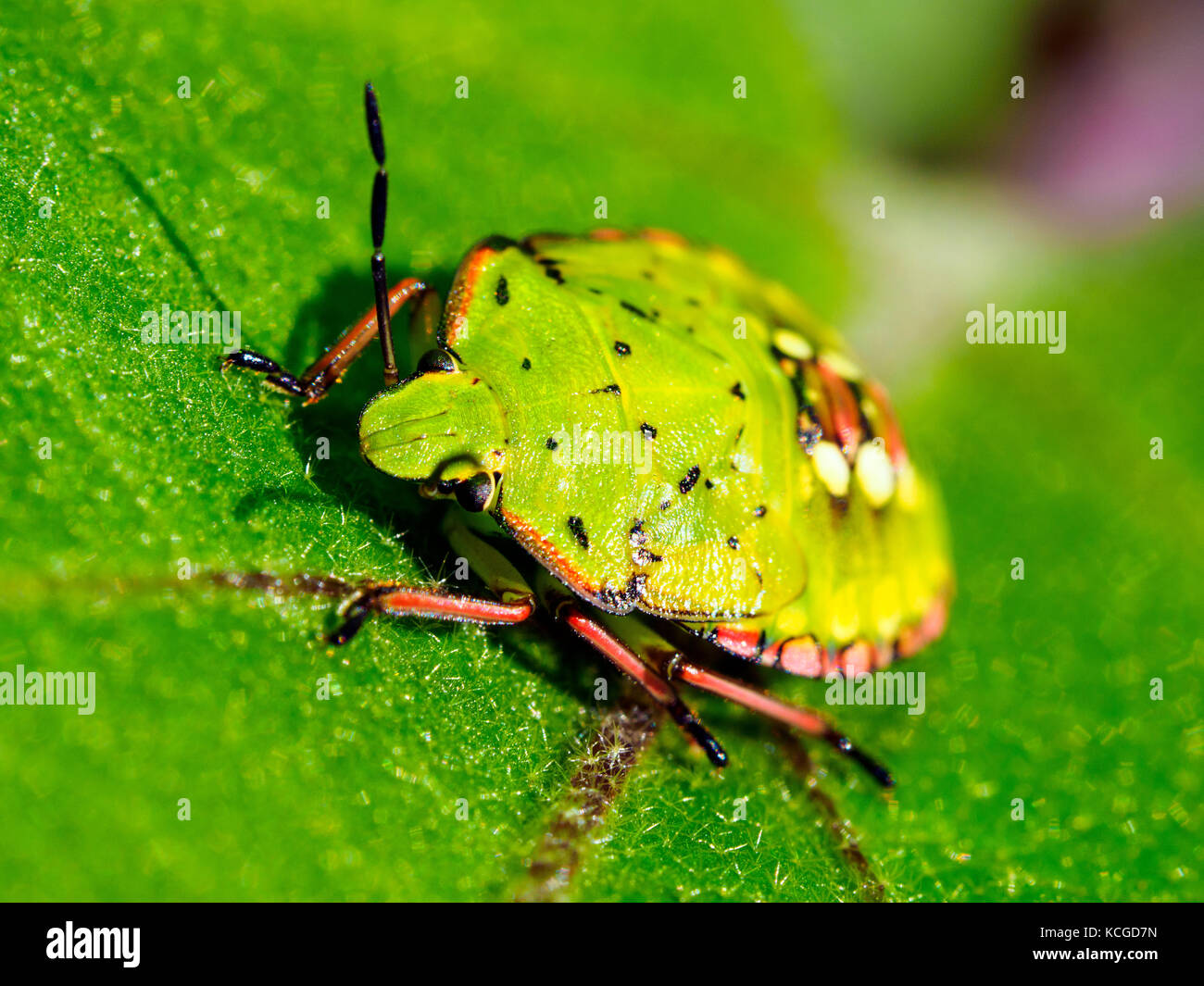 Green vegetable bug Banque de photographies et d’images à haute ...