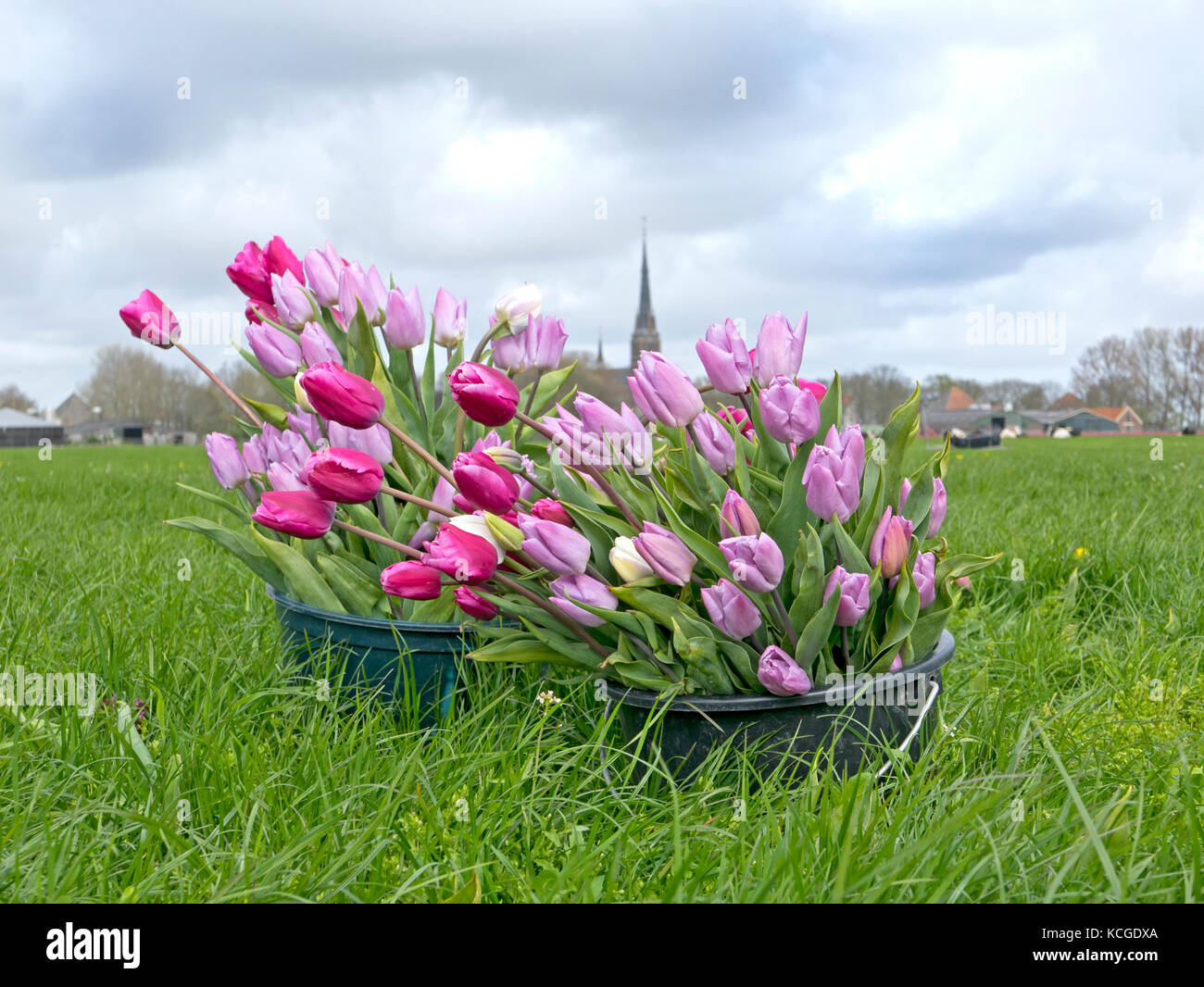 Femme cueillant des fleurs dans un champ Banque de photographies et d ...