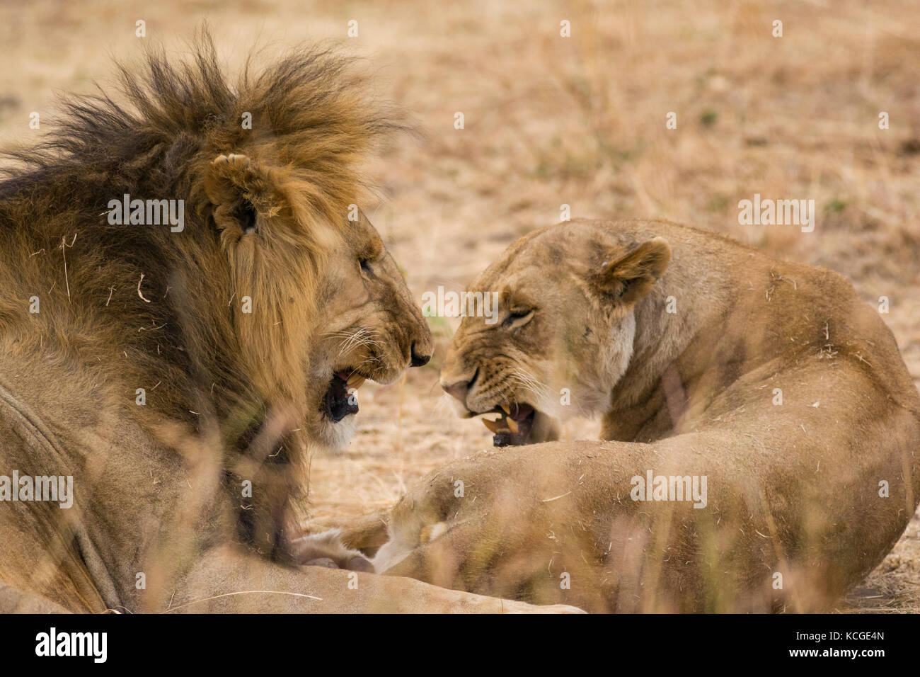Accouplement de lions Banque de photographies et d’images à haute ...