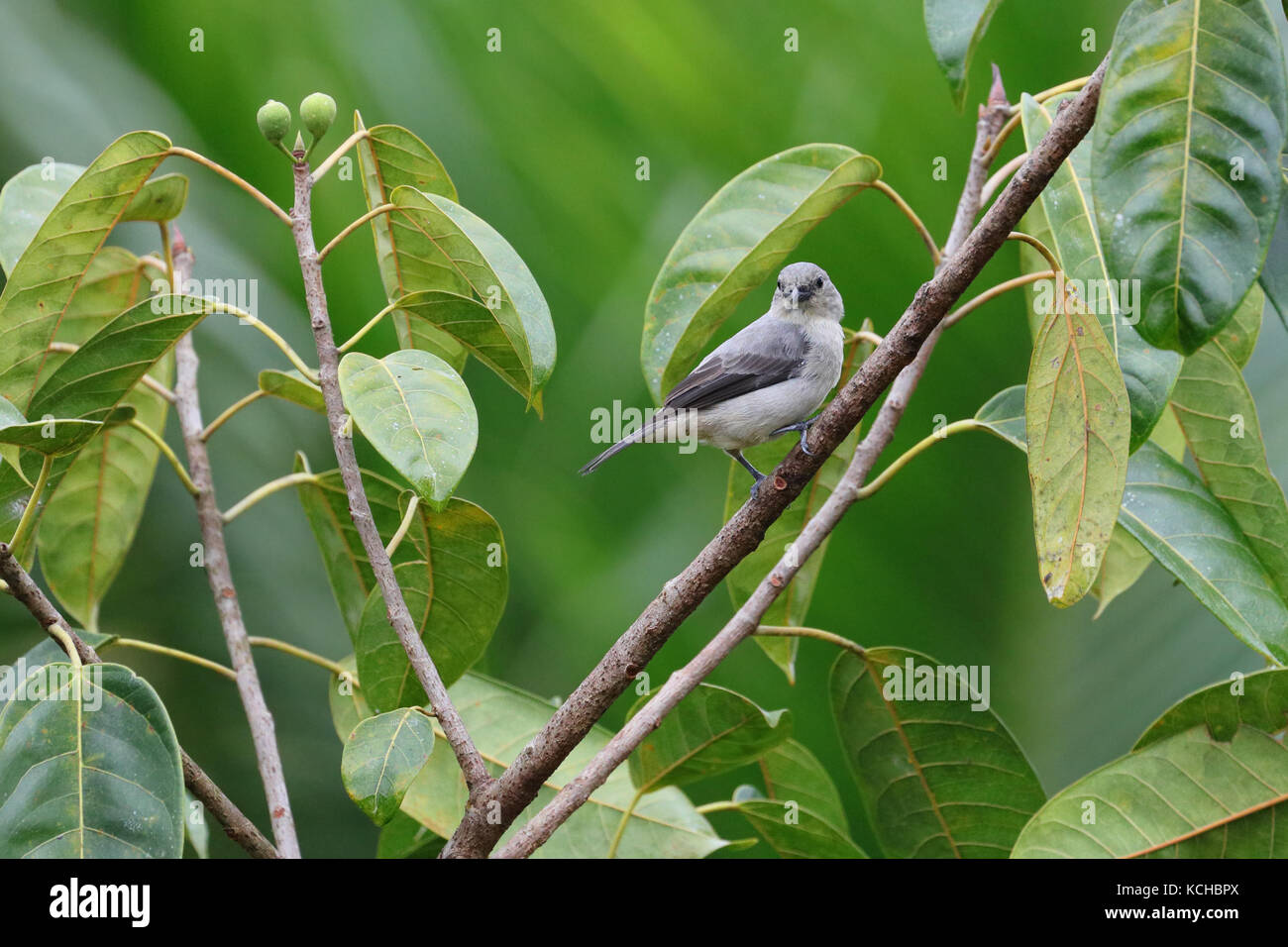 Tangara inornata Banque de photographies et d’images à haute résolution ...