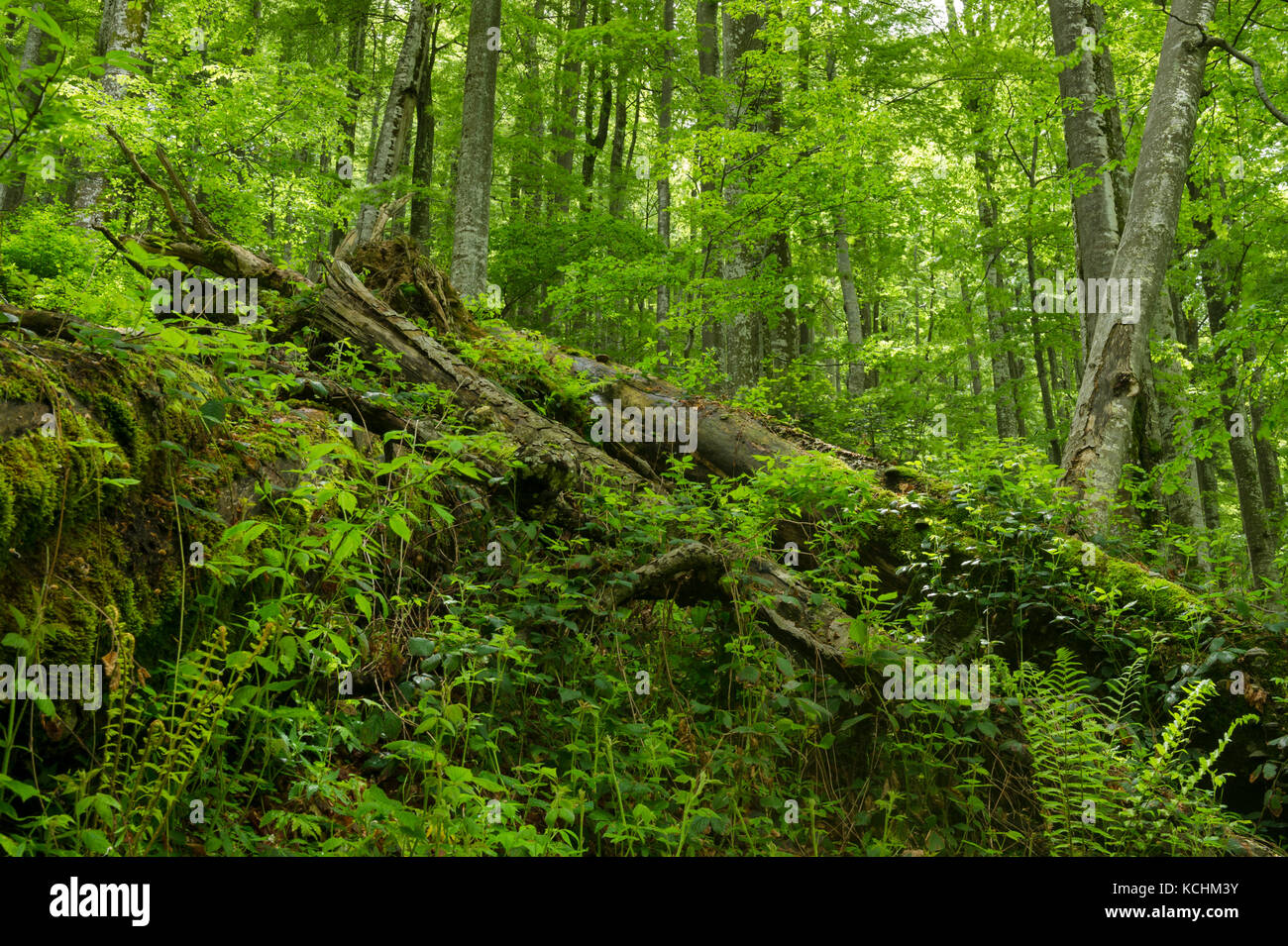 Forêt primaire europe Banque de photographies et d’images à haute ...