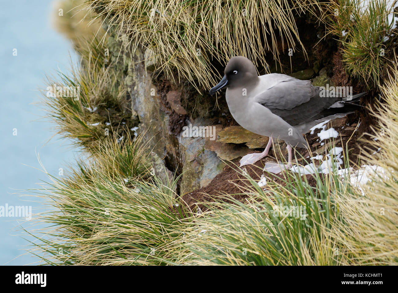 Albatros sur la mer Banque de photographies et d’images à haute ...