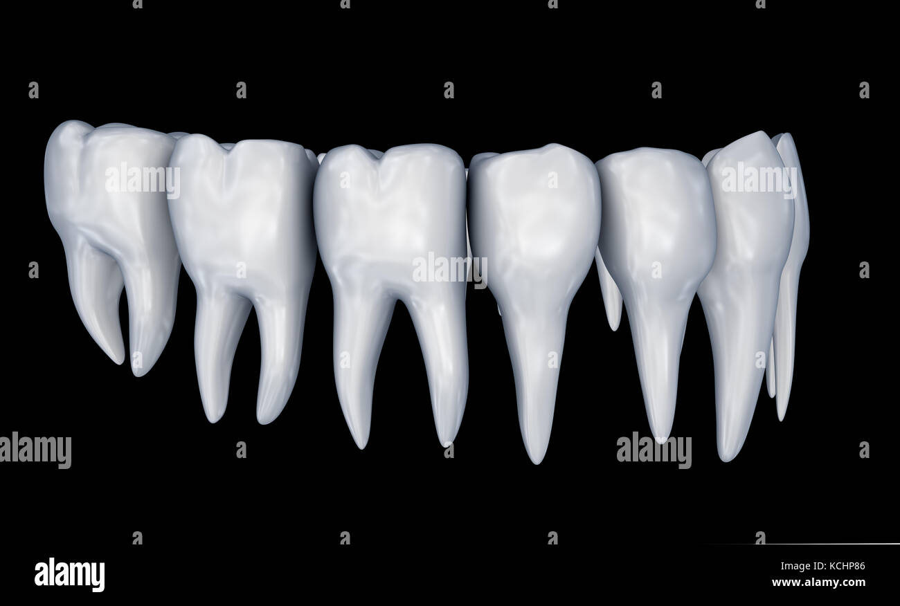 Anatomie dentaire 3d Banque de photographies et d’images à haute ...