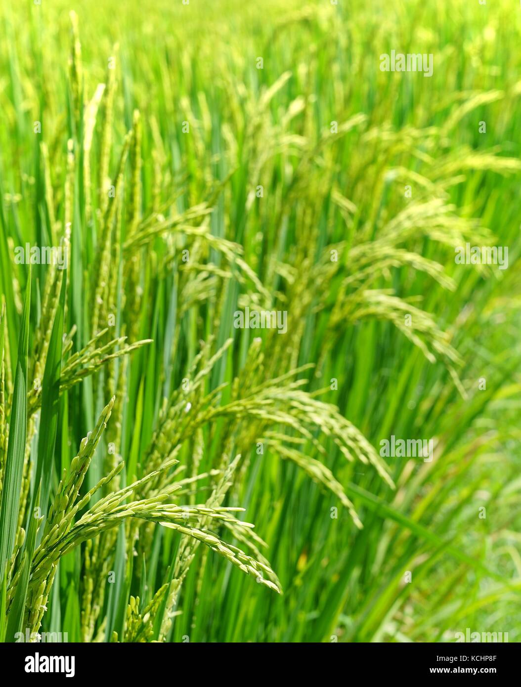 Paddy rice Banque de photographies et d’images à haute résolution - Alamy