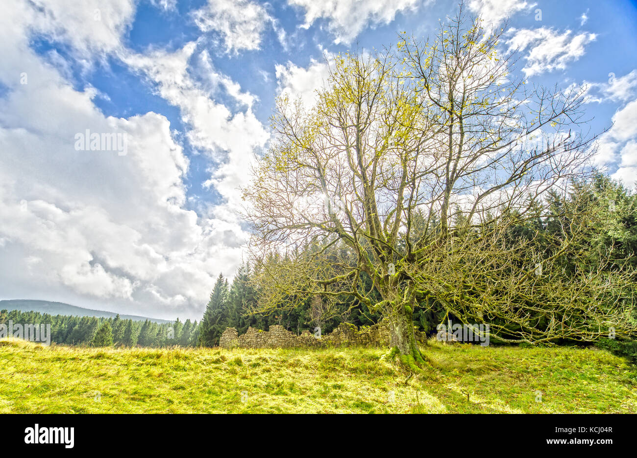 Un arbre solitaire Banque de photographies et d’images à haute ...