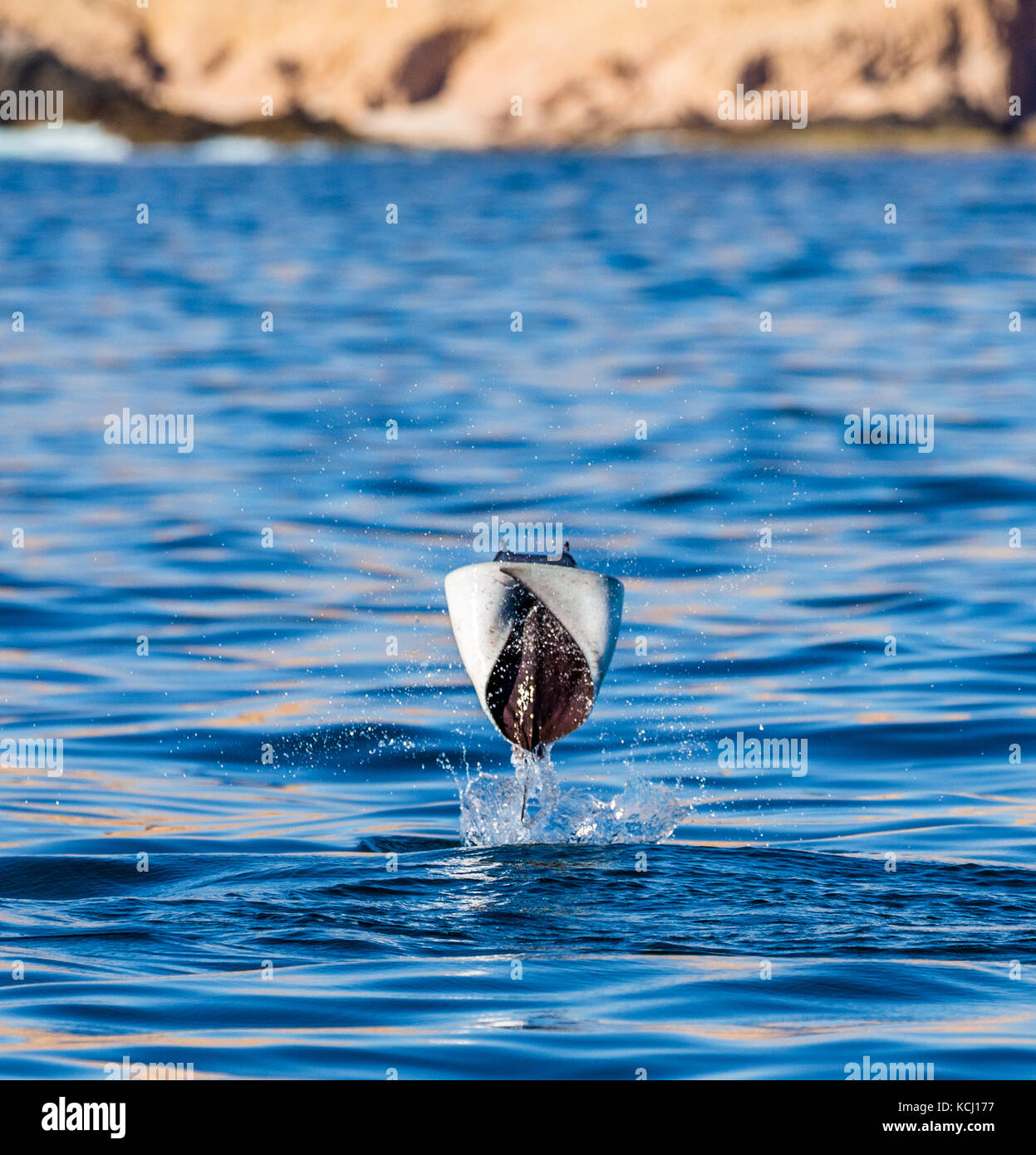 La raie Mobula saute hors de l'eau. Mexique. Mer de Cortez. Péninsule ...