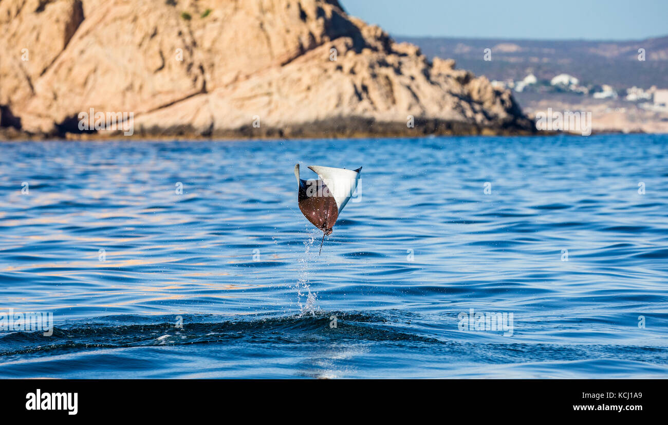 La raie Mobula saute hors de l'eau. Mexique. Mer de Cortez. Péninsule ...