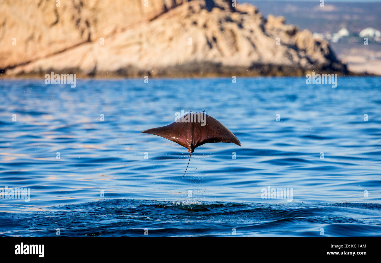 La raie Mobula saute hors de l'eau. Mexique. Mer de Cortez. Péninsule ...