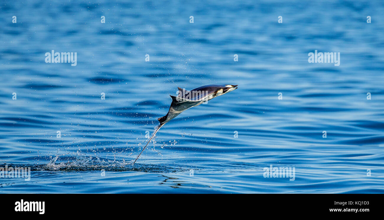 La raie Mobula saute hors de l'eau. Mexique. Mer de Cortez. Péninsule ...