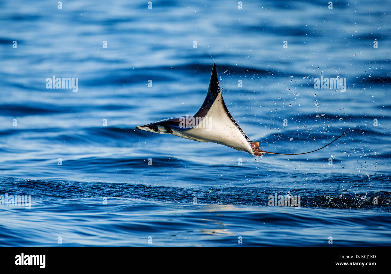 La raie Mobula saute hors de l'eau. Mexique. Mer de Cortez. Péninsule ...