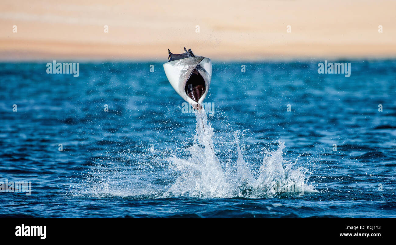 La raie Mobula saute hors de l'eau. Mexique. Mer de Cortez. Péninsule ...