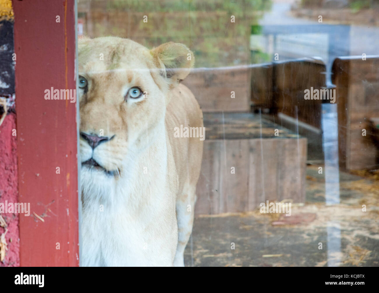 Lion regardant Banque de photographies et d’images à haute résolution ...