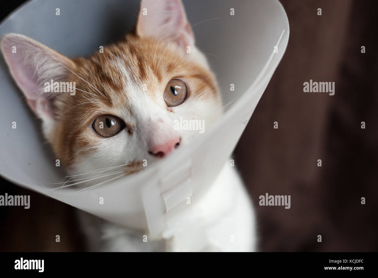Castration. homme Banque de photographies et d’images à haute ...