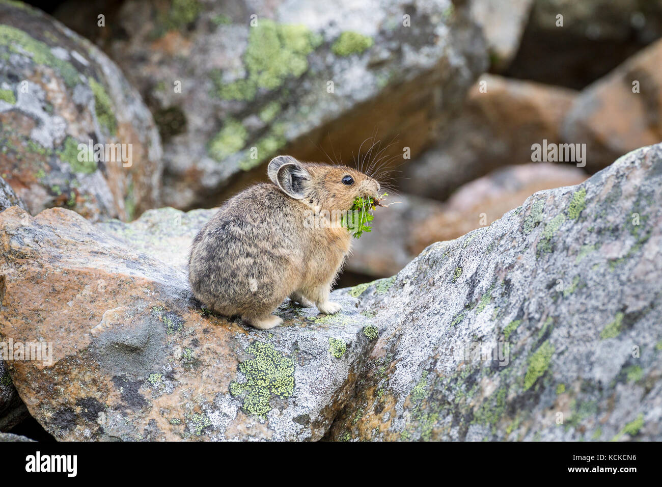 Pika américain Banque de photographies et d’images à haute résolution ...