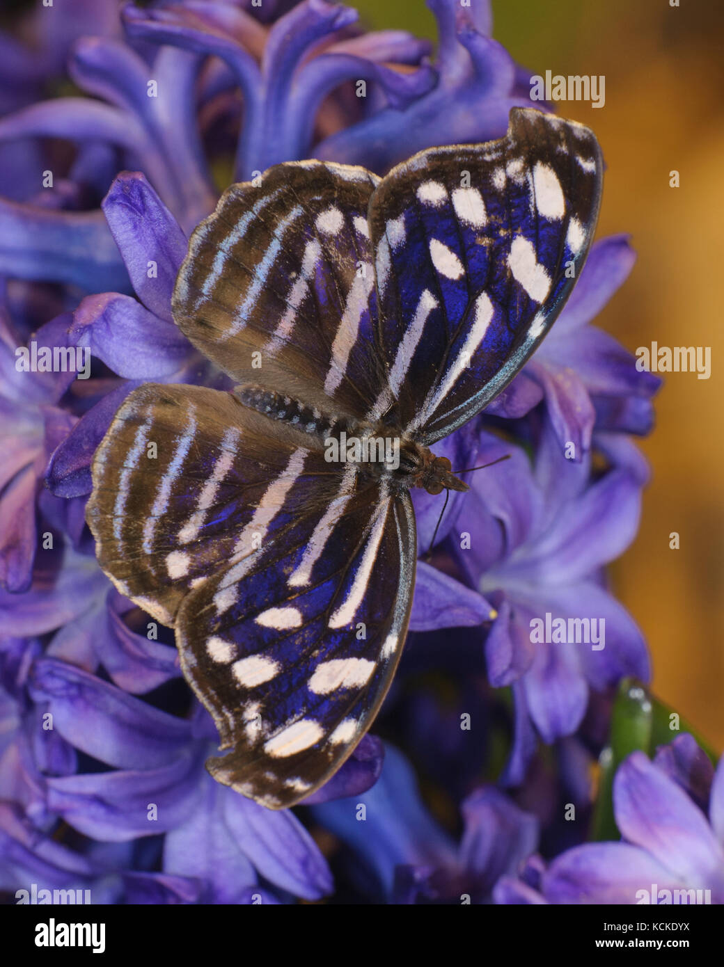 Papillon vague bleu myscelia cyaniris Banque de photographies et d ...