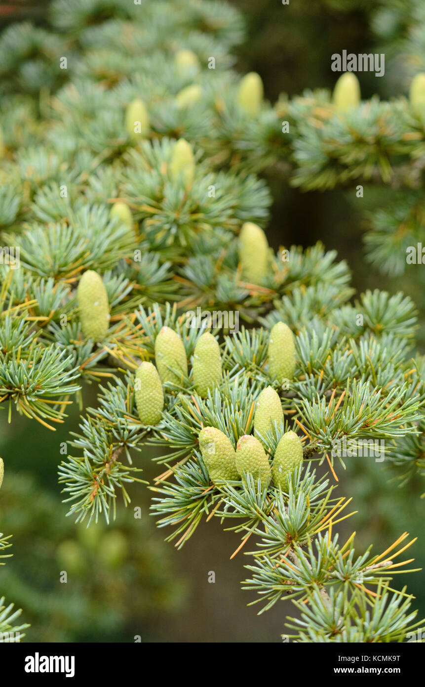 Cedar of lebanon cedrus libani Banque de photographies et d’images à haute résolution - Alamy