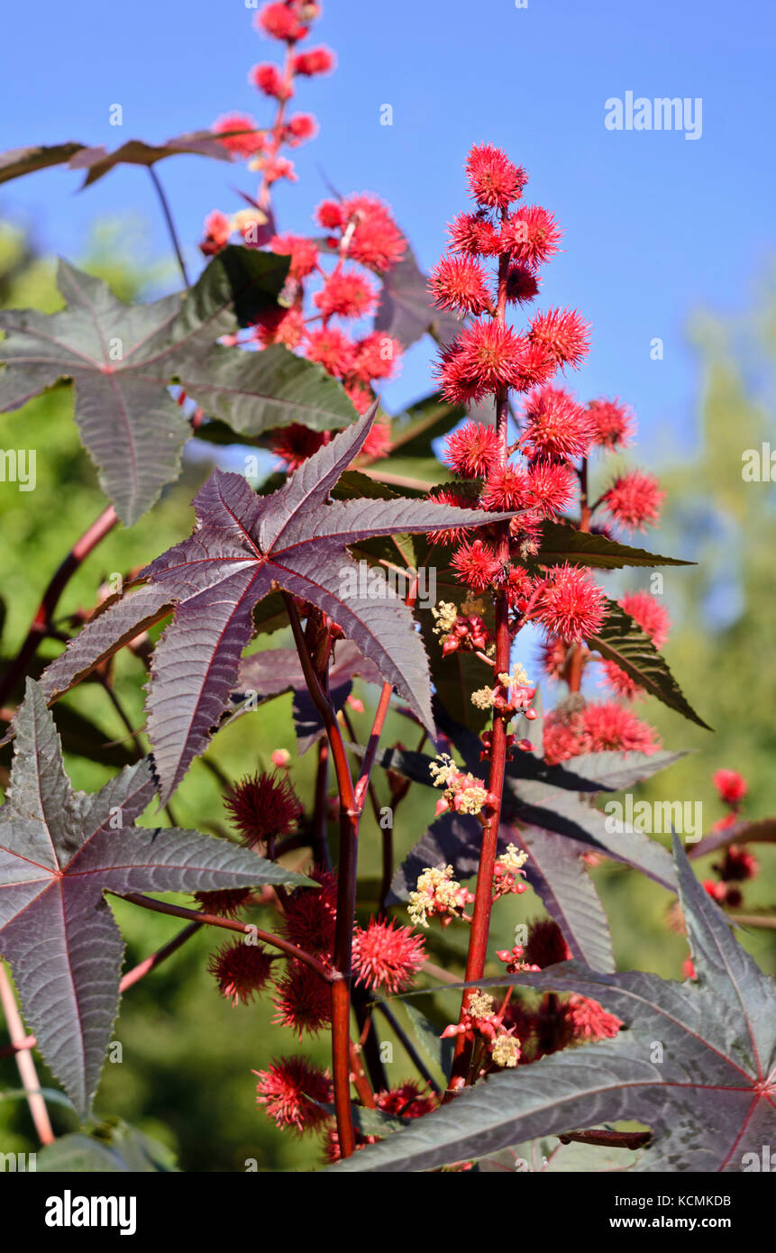 Ricin ou ricinus ricinus communis Banque de photographies et d’images à ...