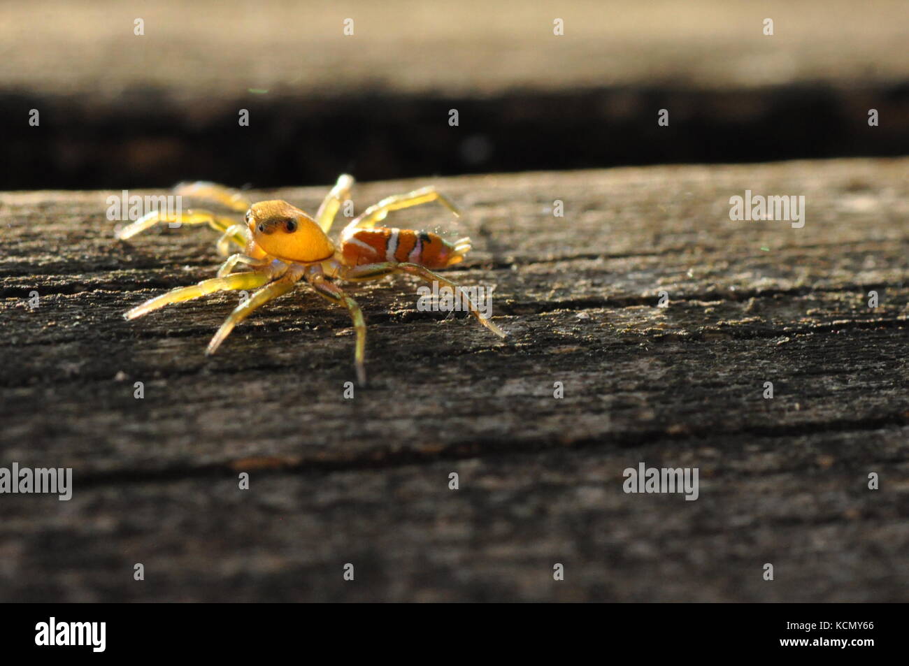Cosmophasis bitaeniata Banque de photographies et d’images à haute ...