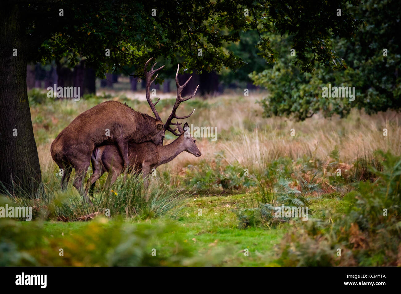 Accouplement de cerf rouge Banque de photographies et d’images à haute ...