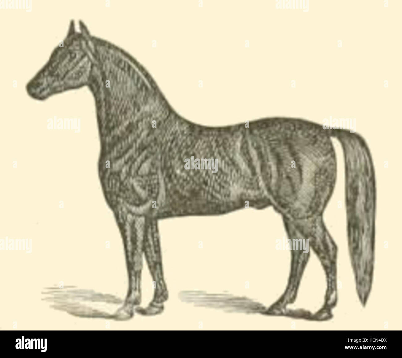 Cheval dessin Banque de photographies et d’images à haute résolution ...