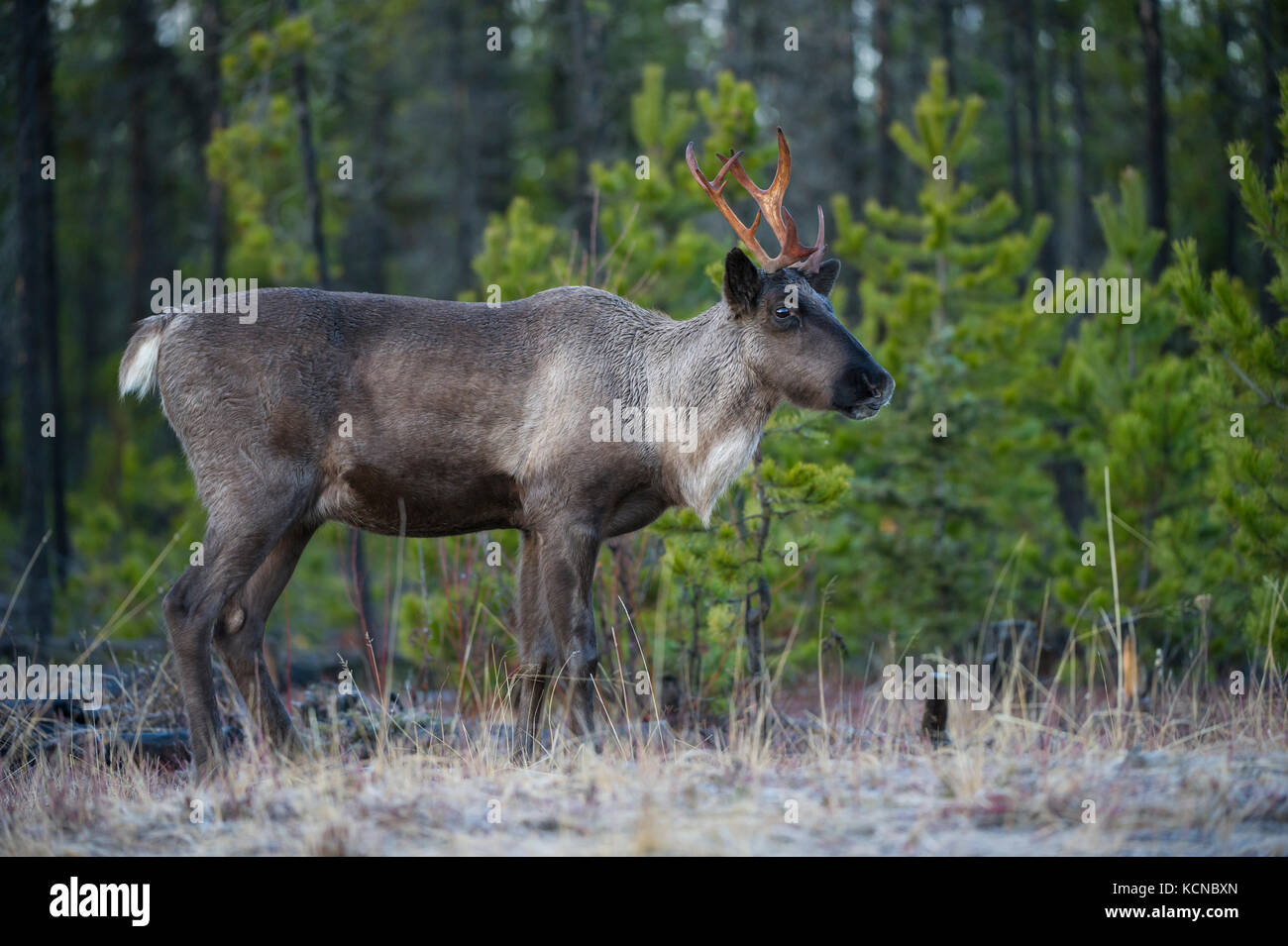 Caribou des bois femelle Banque de photographies et d’images à haute ...