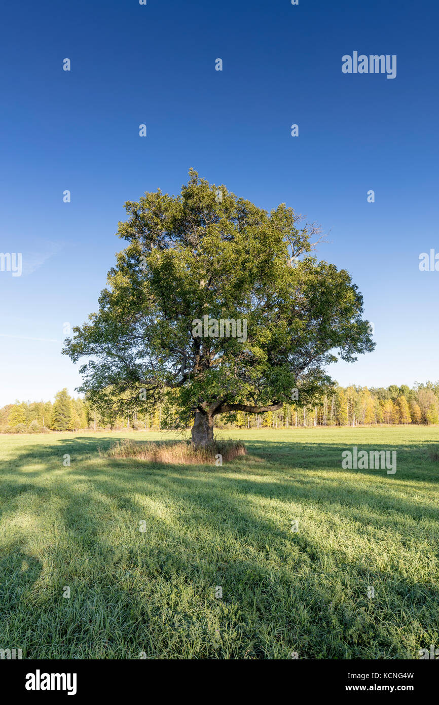 Fraxinus pennsylvanica Banque de photographies et d’images à haute ...