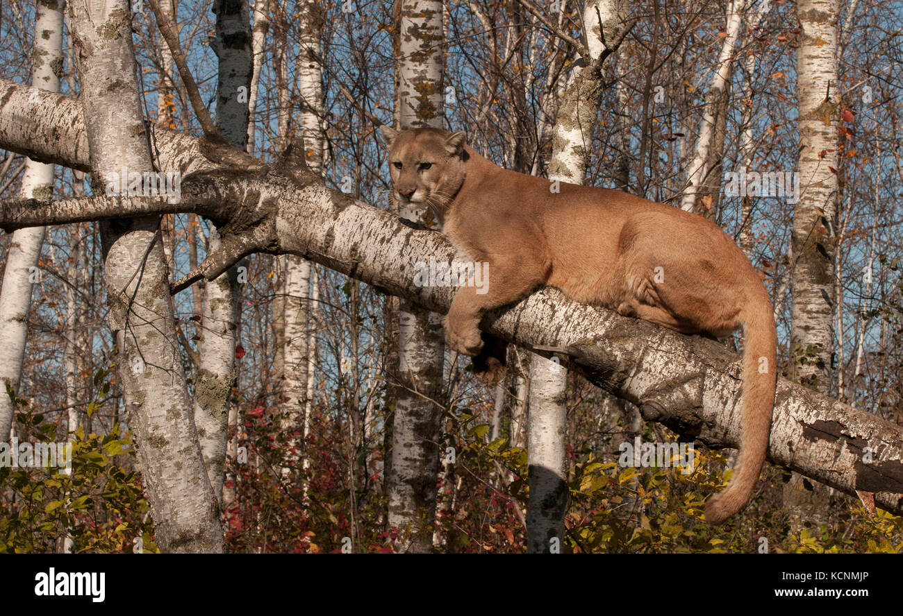 Le puma ou lion de montagne (Puma concolor), en captivité, jusqu'tree ...