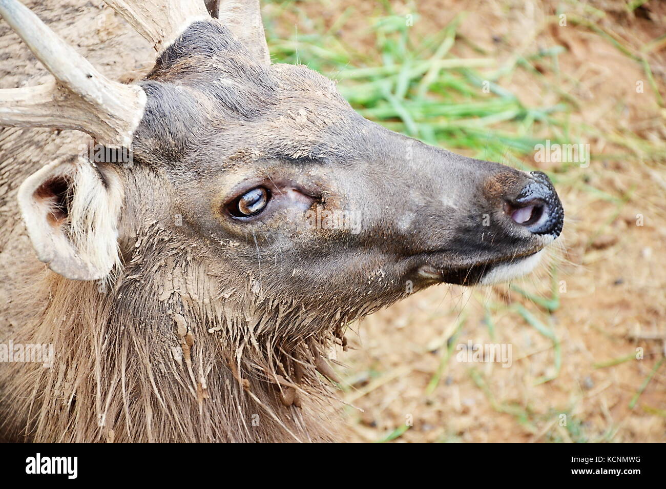 Moose face Banque de photographies et d’images à haute résolution - Alamy