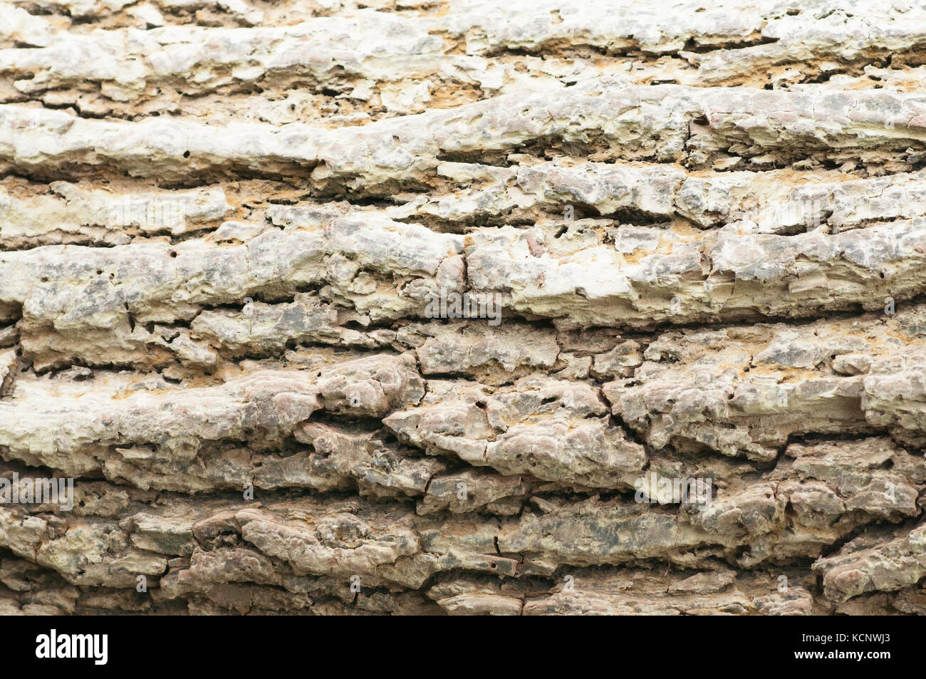 Texture d'un arbre Banque de photographies et d’images à haute ...
