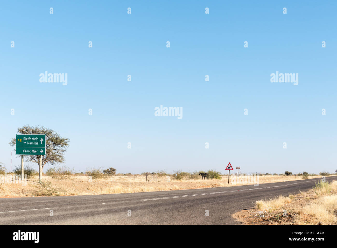 Groot mier Banque de photographies et d’images à haute résolution - Alamy