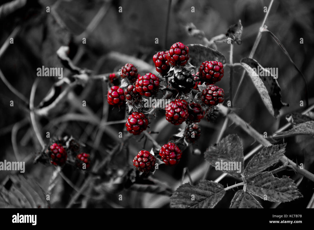 Photo de fruits noir et blanc Banque de photographies et d’images à ...