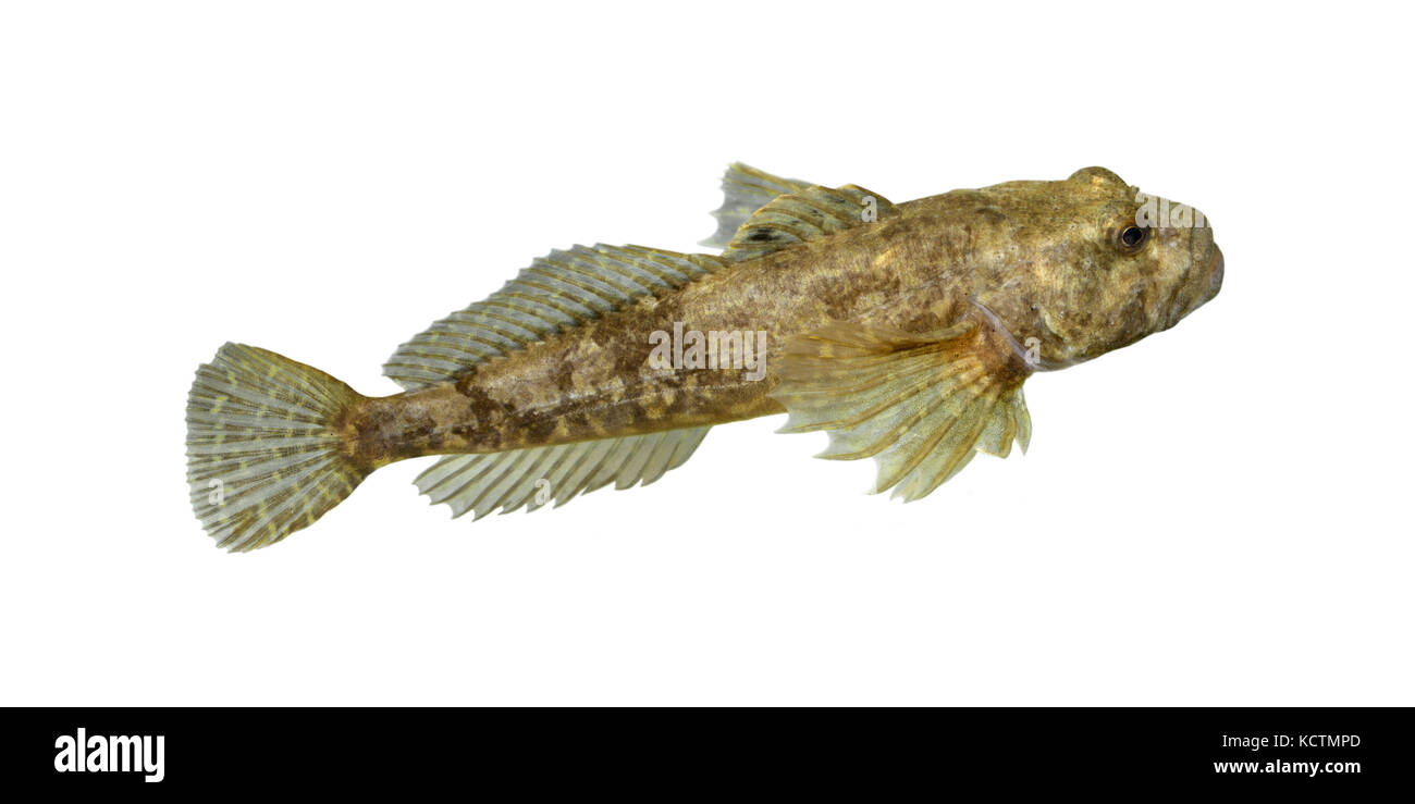 Bullhead cottus gobio Banque de photographies et d’images à haute ...