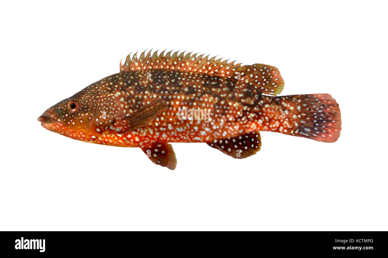 Ballan wrasse Banque de photographies et d’images à haute résolution ...