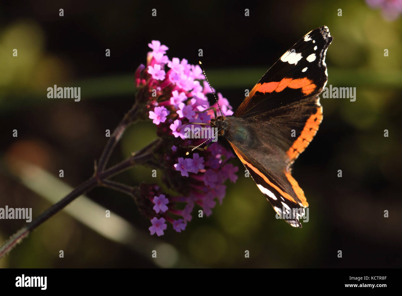 Images de papillon amiral rouge Banque de photographies et d’images à ...