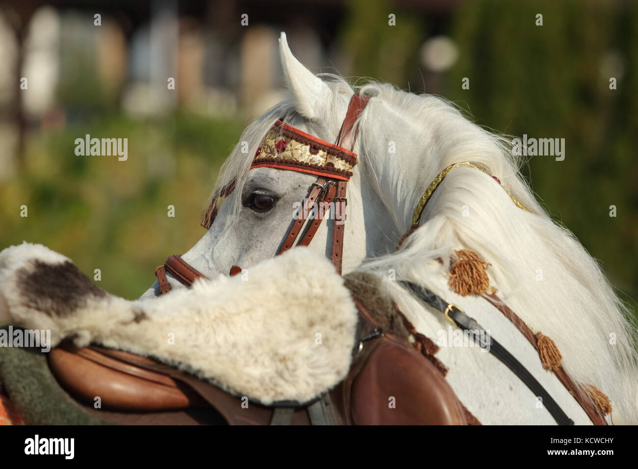Etalon cheval arabe. gris avec tack et selle traditionnelle Photo Stock ...