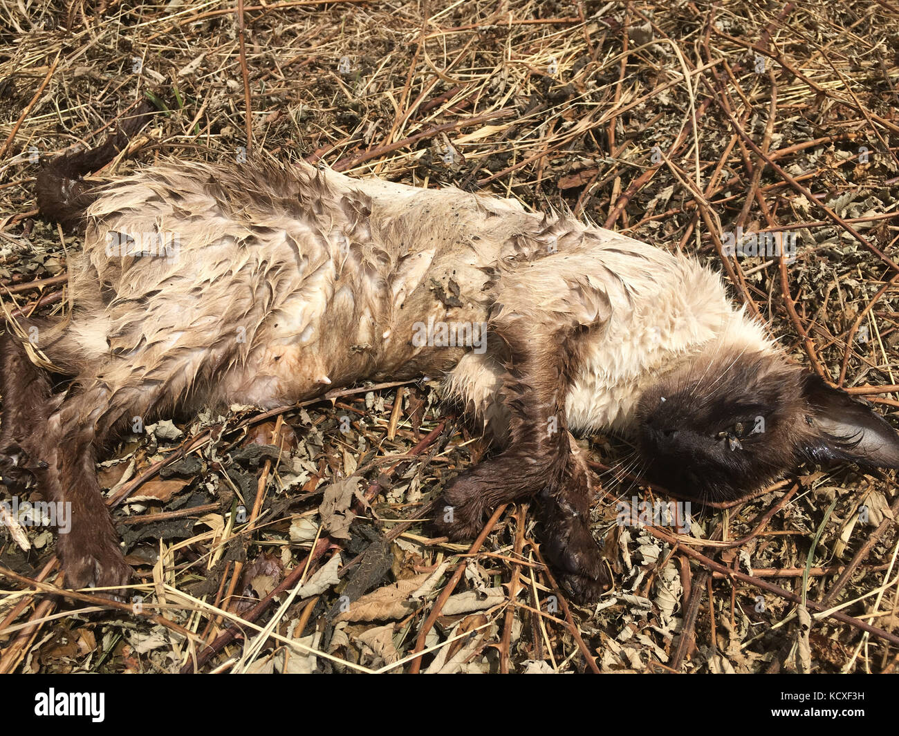 Chat mort Banque de photographies et d’images à haute résolution - Alamy