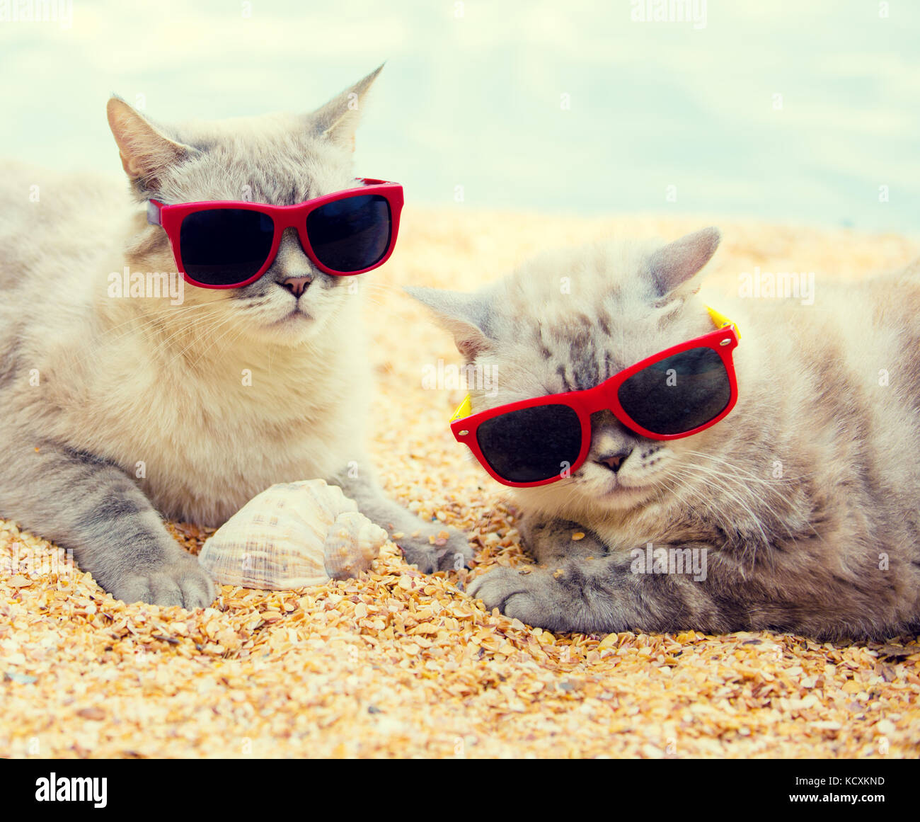 Deux chats portant des lunettes de détente sur la plage Photo Stock - Alamy