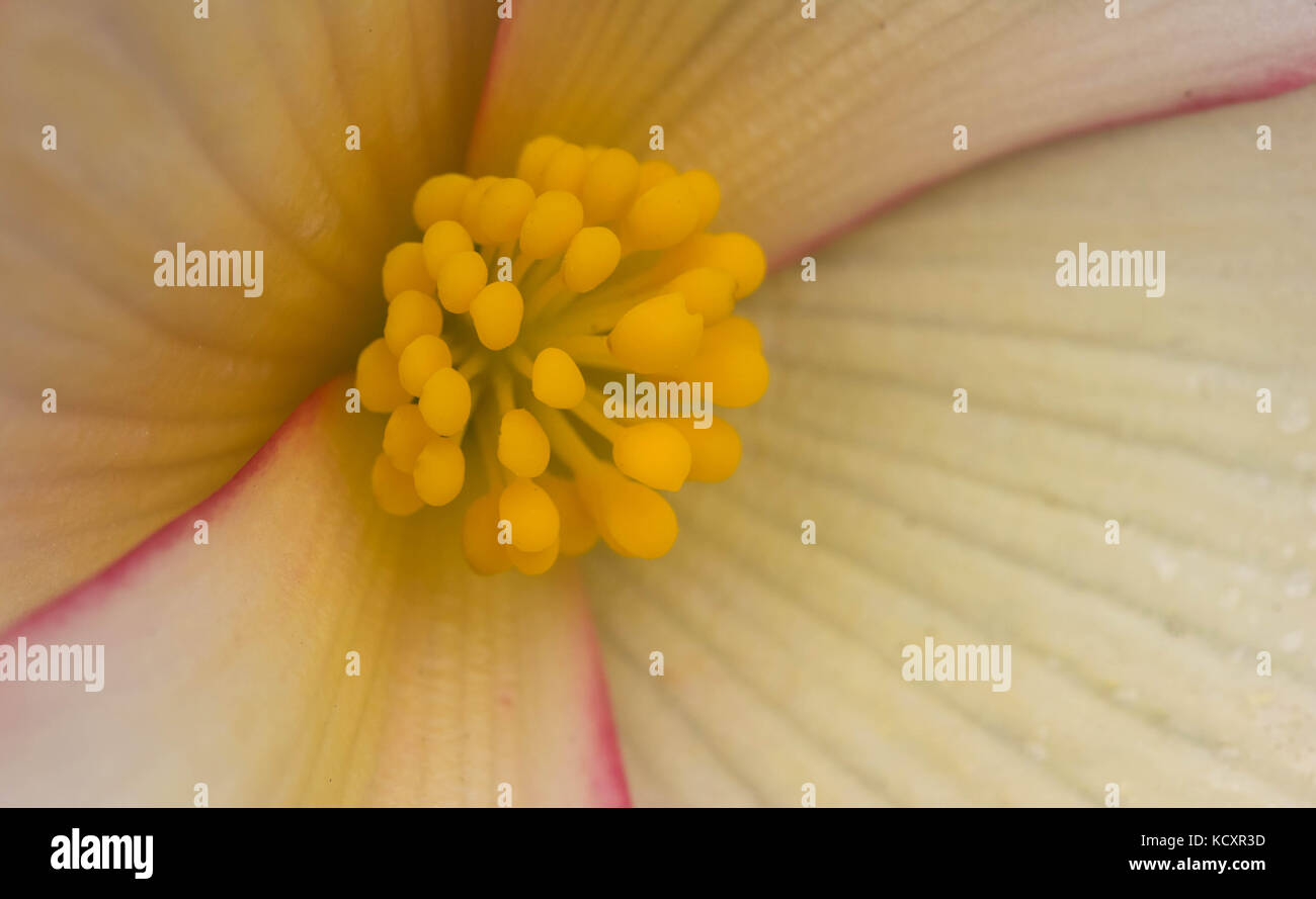 Extreme close up d'une étamine de fleurs colorées et de la ...