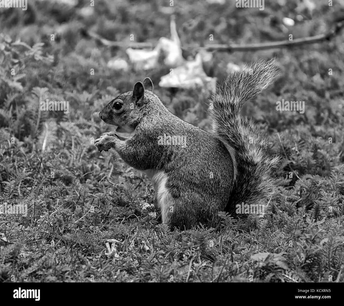 Queue touffue grise Banque d'images noir et blanc - Alamy