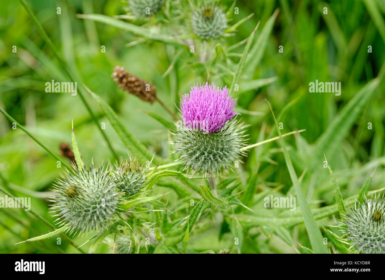 Fleurs sauvages du sud ouest Banque de photographies et d’images à ...