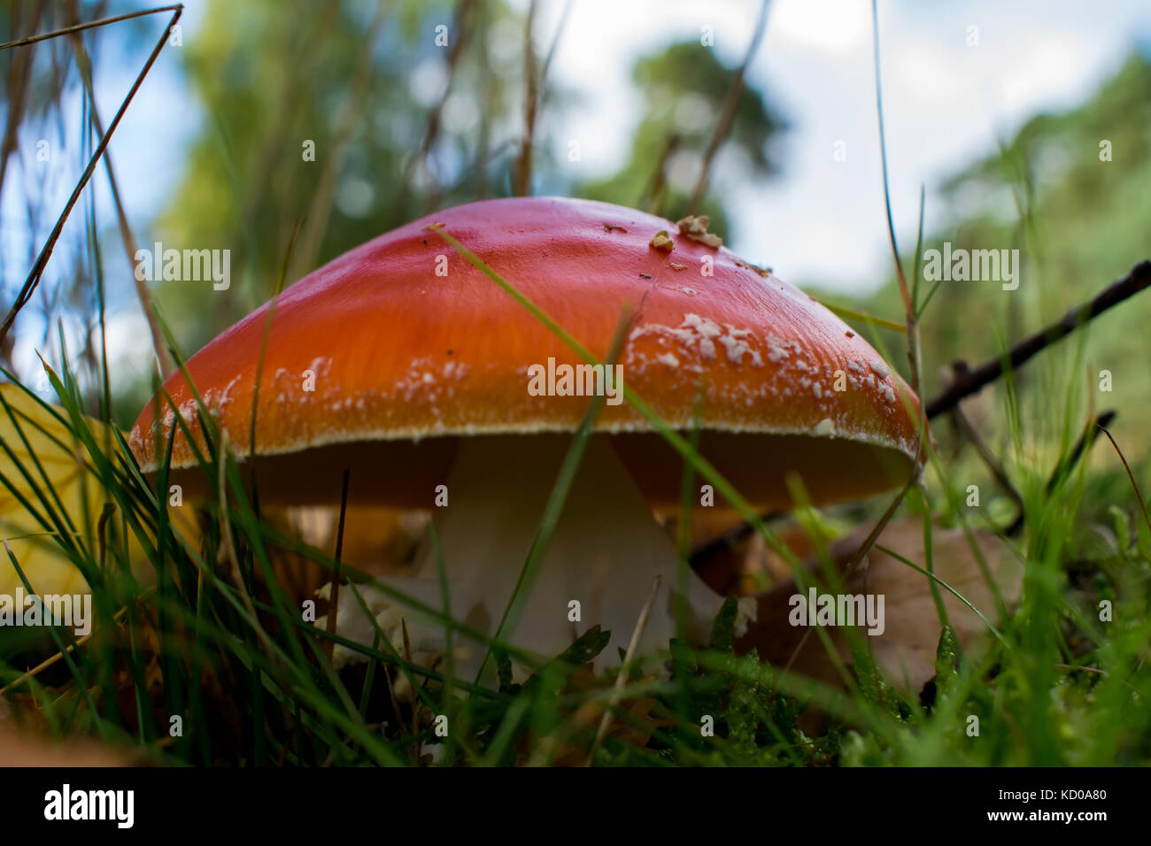 Identification des champignons Banque de photographies et d’images à ...