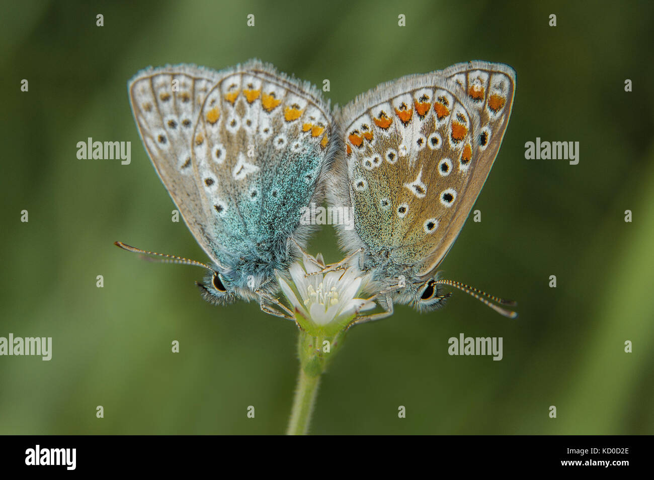 Papillons communs Banque de photographies et d’images à haute ...