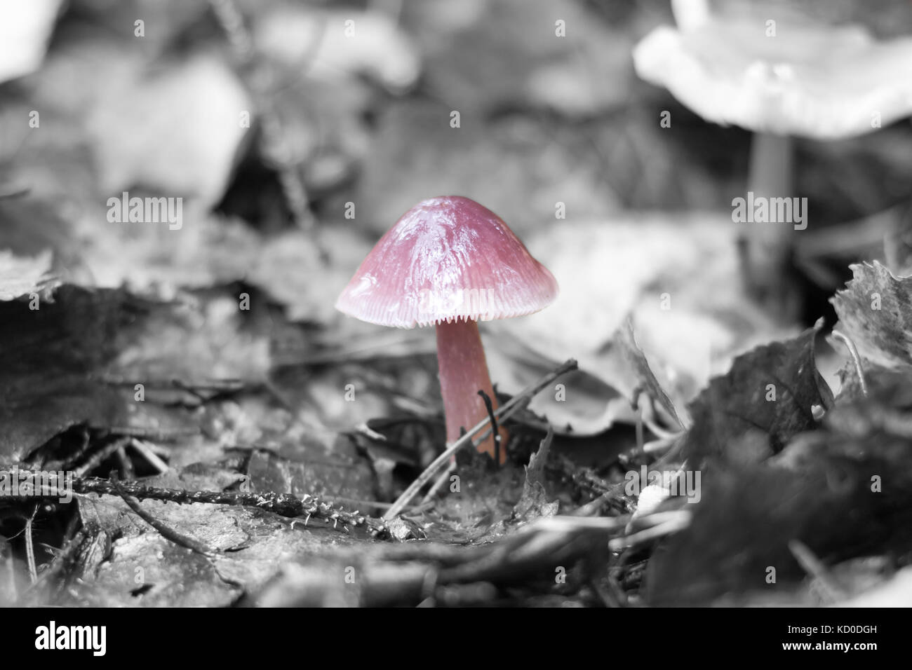 Champignon violet Banque de photographies et d’images à haute ...