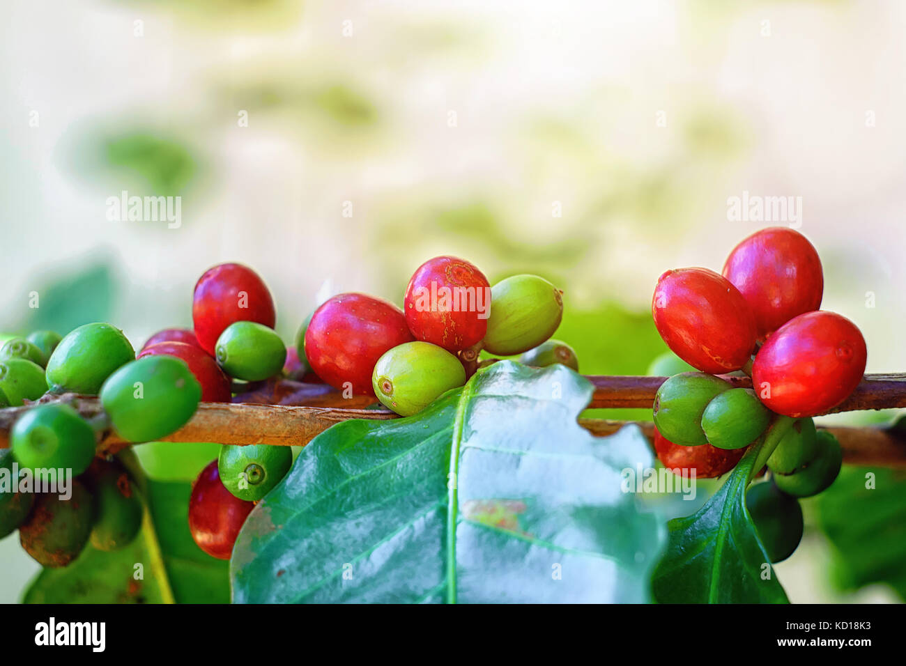 Plante arbre cafe Banque de photographies et d’images à haute ...