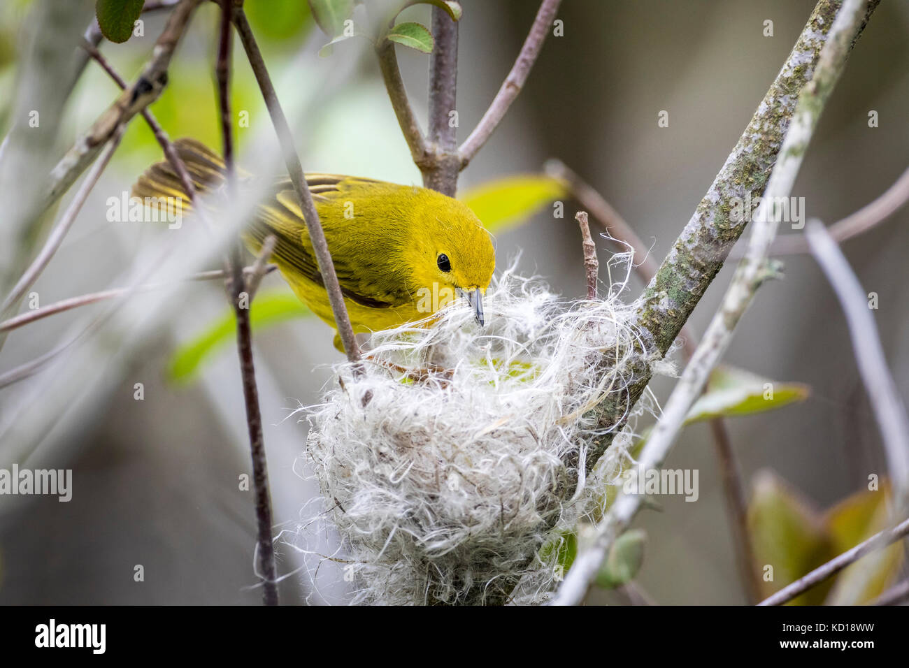 Nid de fauvettes Banque de photographies et d’images à haute résolution ...